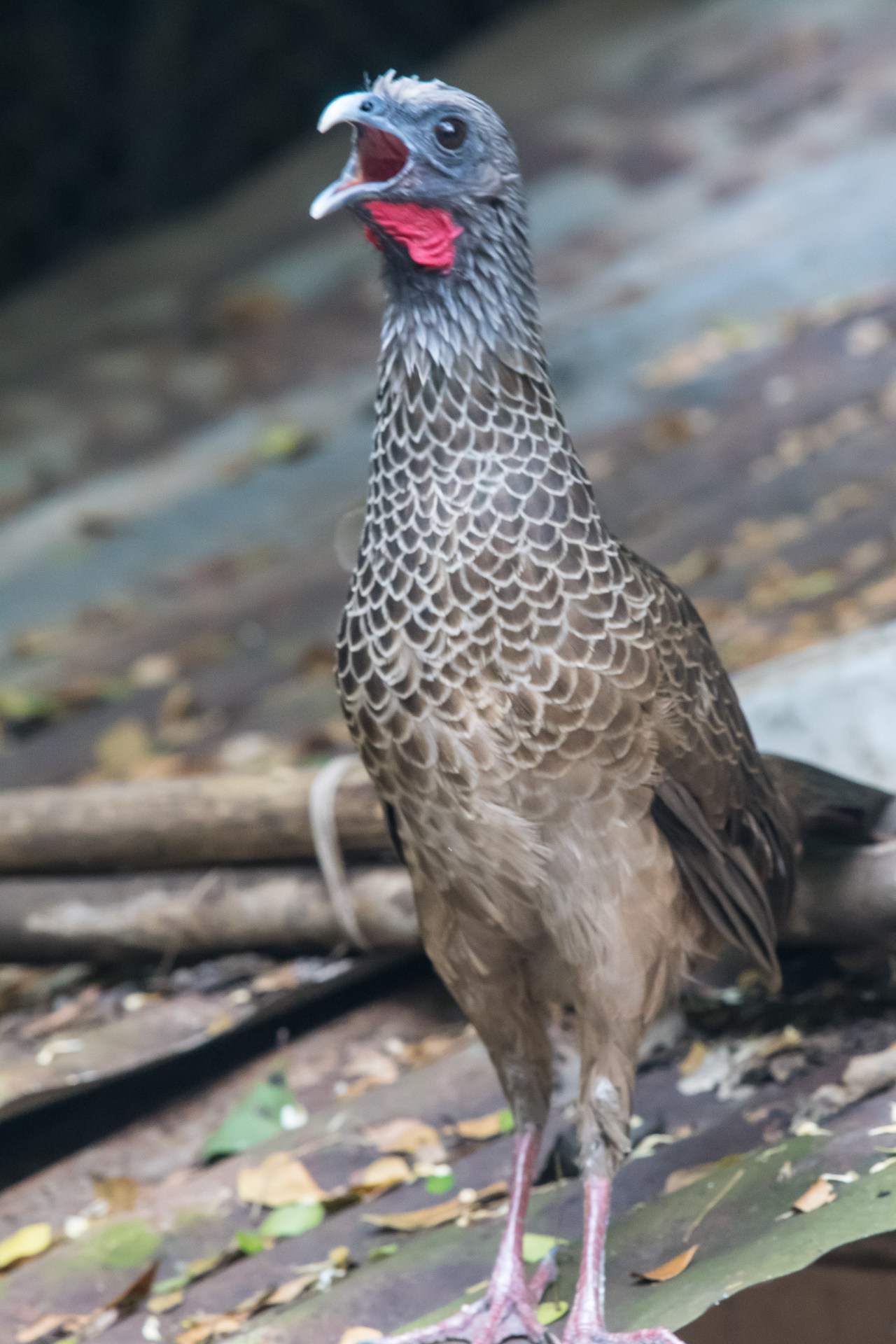 Colombia – Birds | kenmyhre
